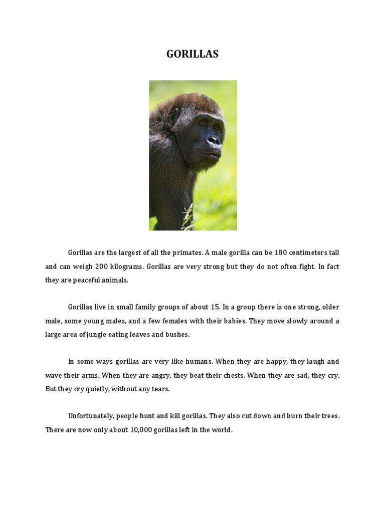 Gorillas | PDF