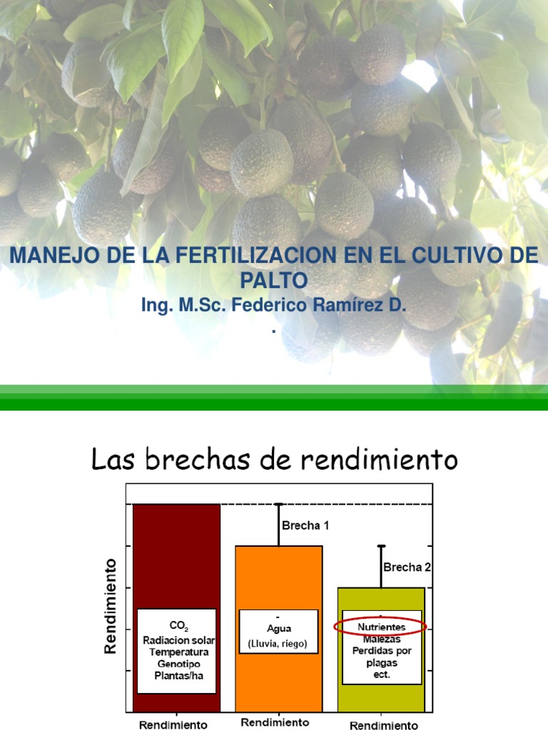 Manejo de La Fertilizacion en El Cultivo de Palto | PDF | Aguacate | Fertilizante