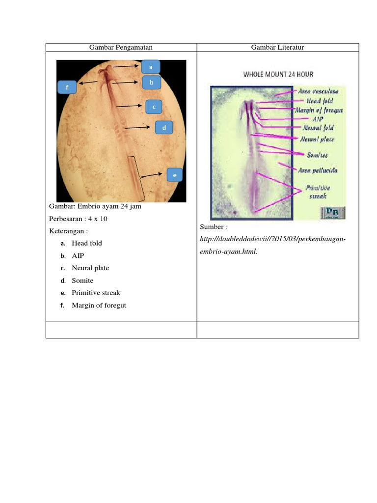 Data Pengamatan Embrio Ayam | PDF | Anatomy | Developmental Biology