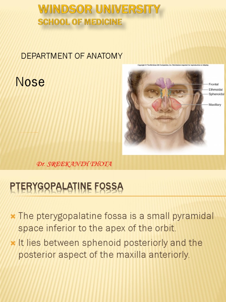 Anatomy of the Nose and Paranasal Sinuses | PDF | Skeletal System ...