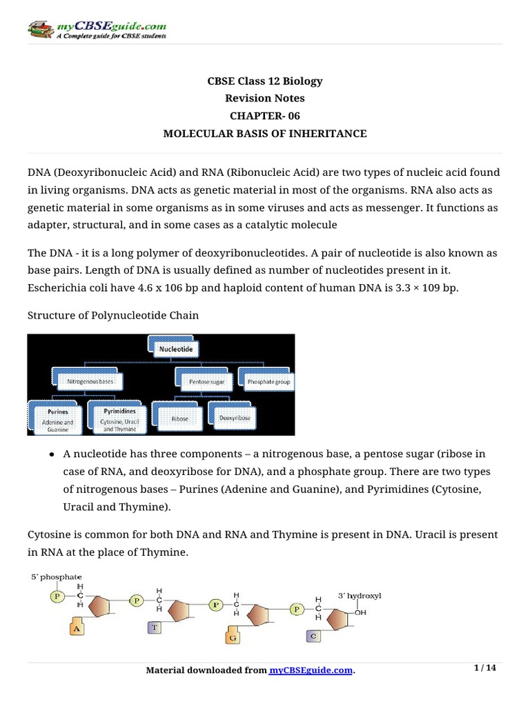 12 Biology Notes Ch06 Molecular Basis of Inheritance | PDF | Rna ...