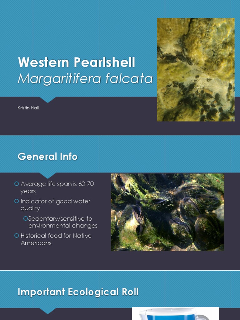 Western Pearlshell Presentation | PDF