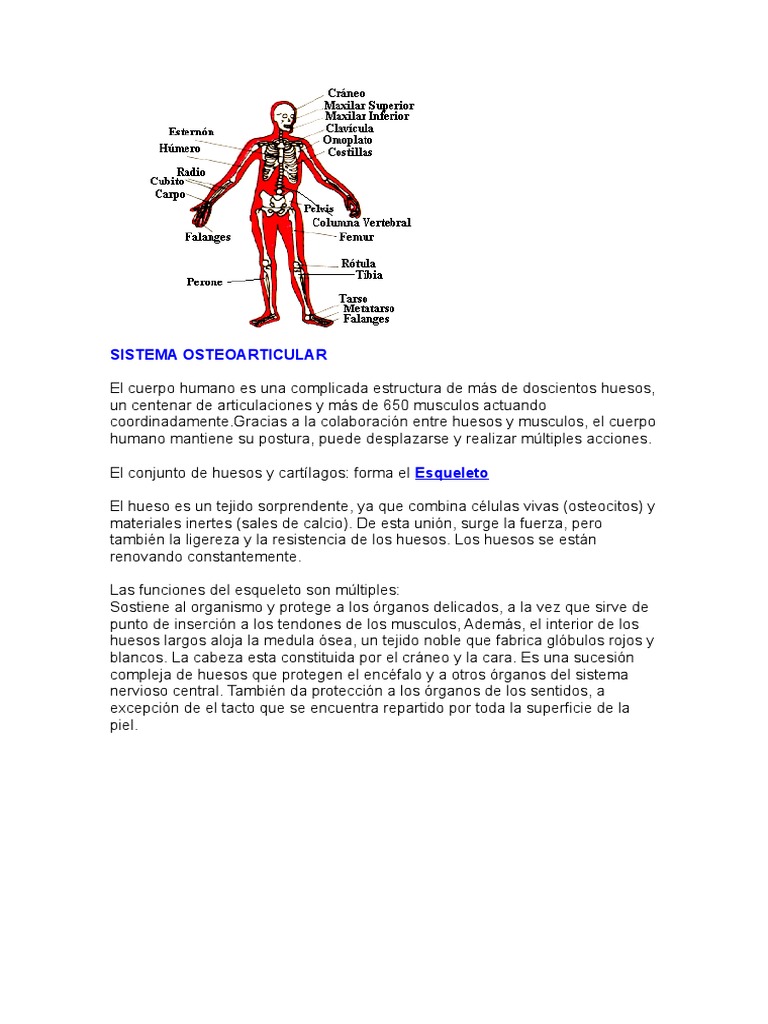 SISTEMA OSTEOARTICULAR.doc
