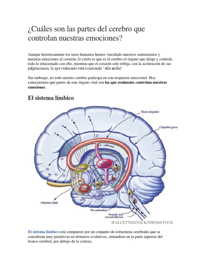 Partes Del Cerebro Póster: Las Partes Del Cerebro (teacher Made)