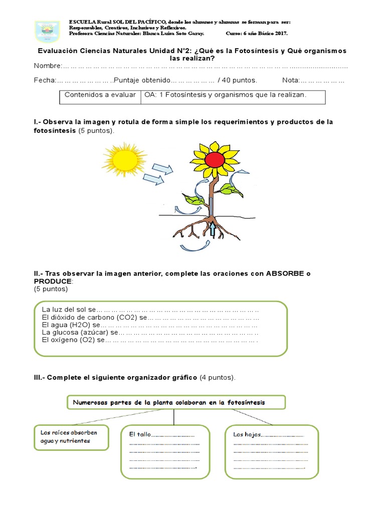 Evaluación 6 Año Fotosíntesis 2017 | PDF | Fotosíntesis | Dióxido de ...