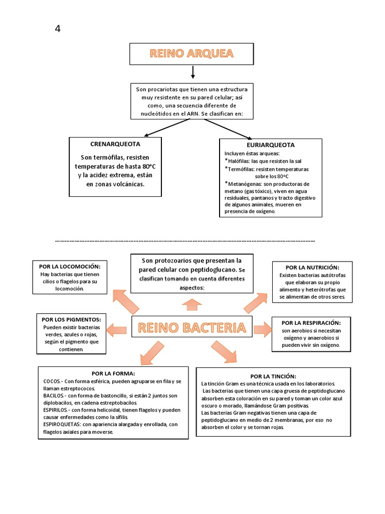 4 Reino Arquea y Bacteria | PDF | Archaea | Las bacterias