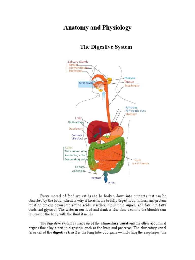 Anatomy and Physiology With Assessment | PDF | Human Digestive System ...