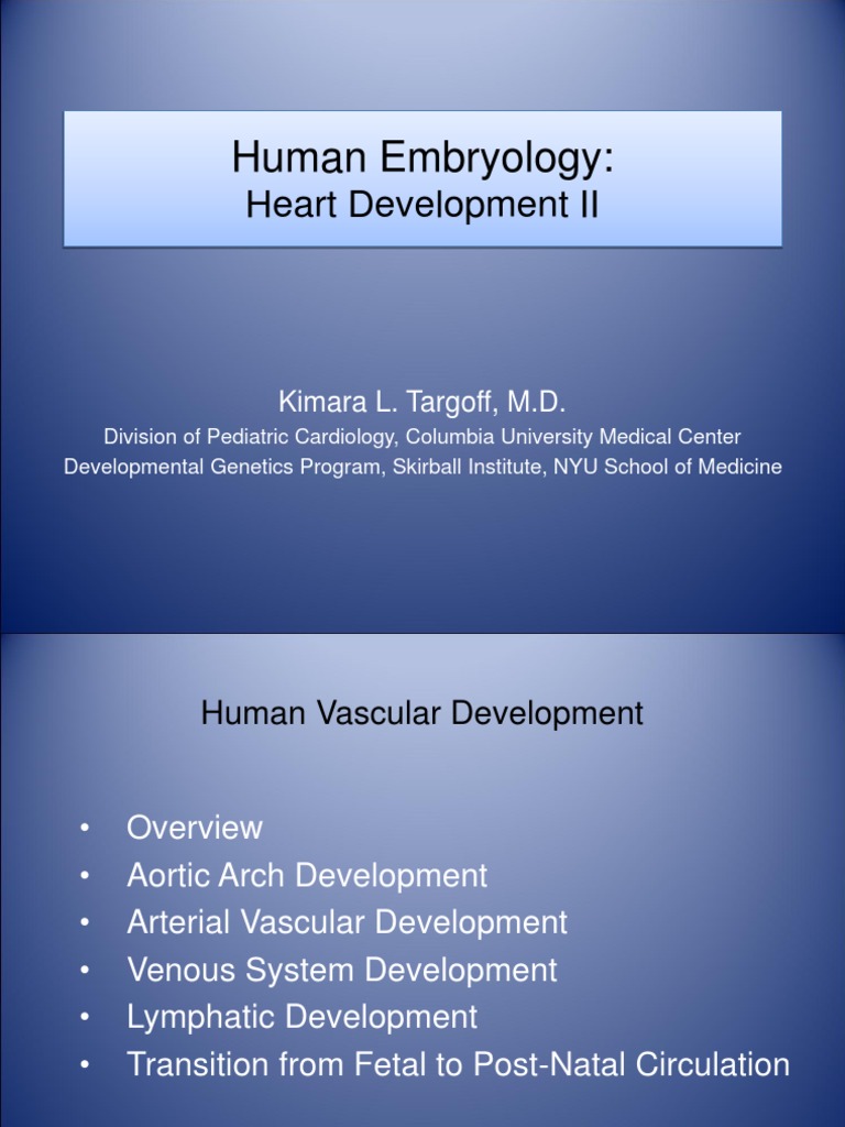Human Embryology:: Heart Development II | PDF | Aorta | Circulatory System