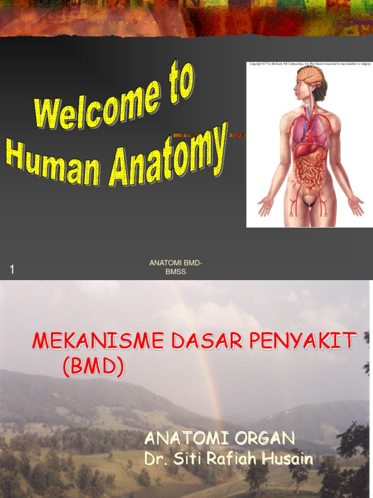 Anatomi Organ DR - Siti Rafiah Husain | PDF | Lymphatic System ...