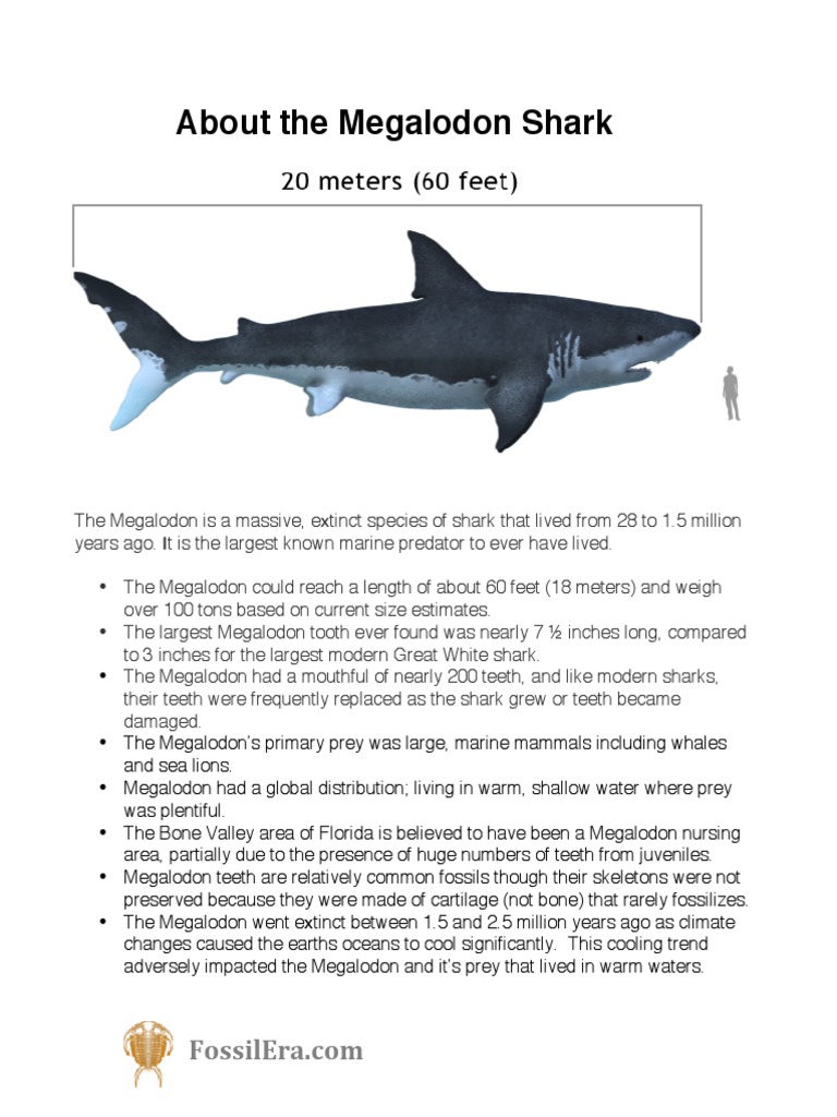 About The Megalodon Shark | PDF