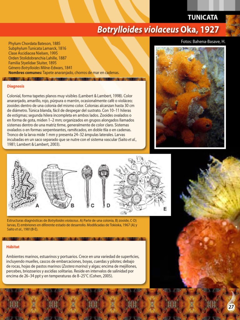Tunicata | PDF | México | Organismos