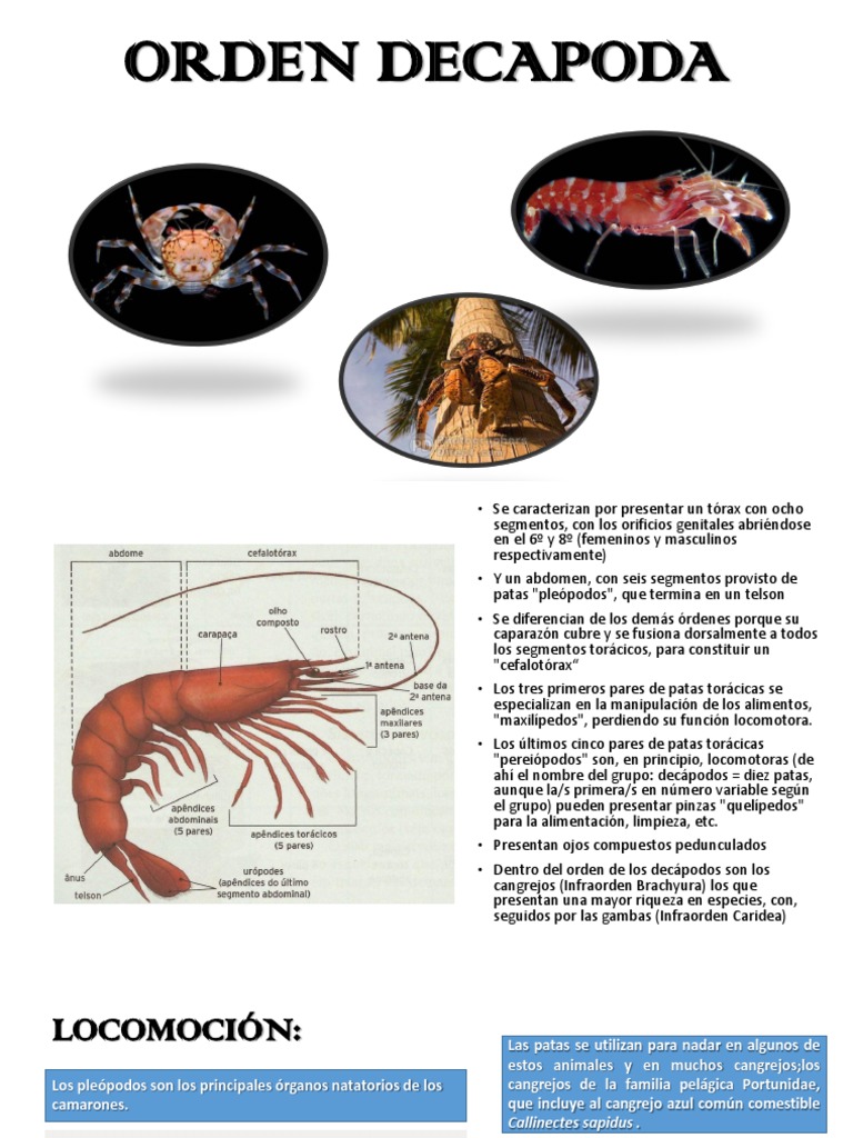 Orden Decapoda | PDF | Cangrejo | Organismos