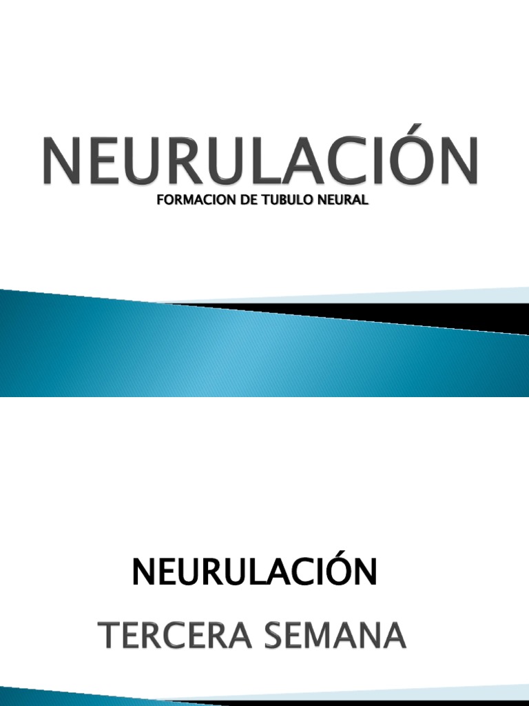 Formación del Tubo Neural y Su Importancia | PDF | Biología del ...