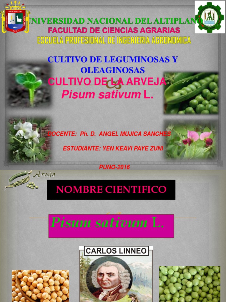 Arverja | PDF | Germinación | Guisante