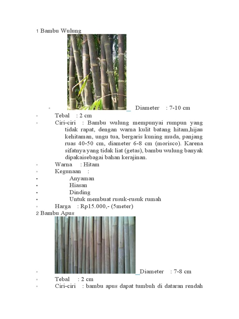 Bambu | PDF