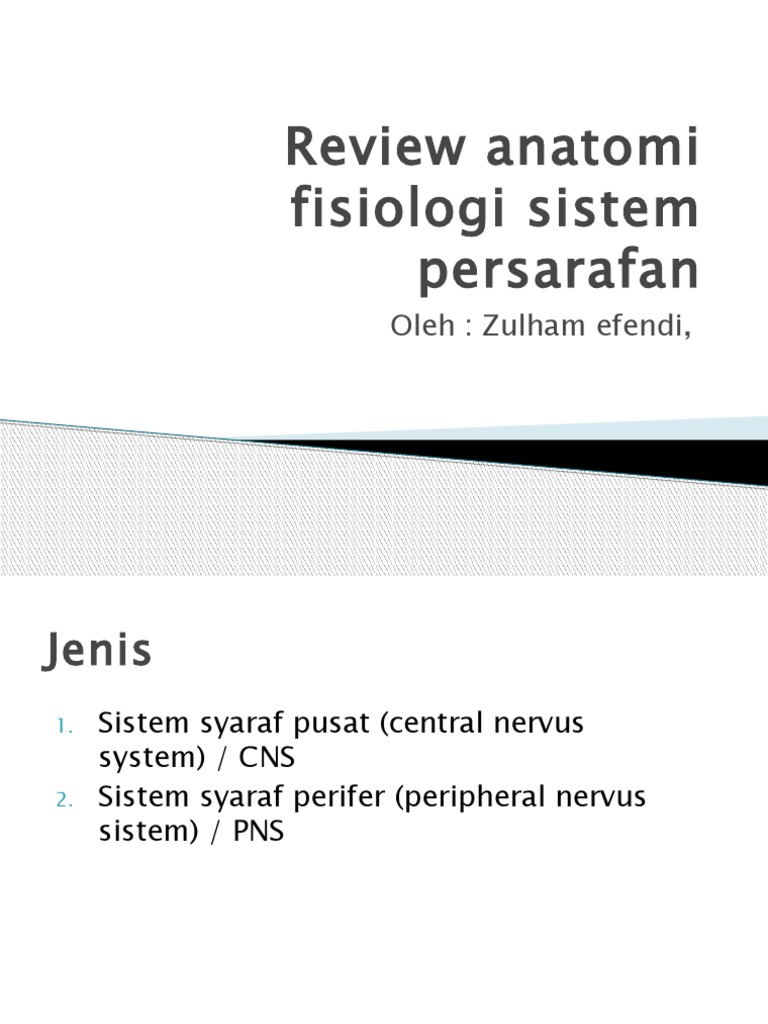 Review Anatomi Fisiologi Sistem Persarafan | PDF
