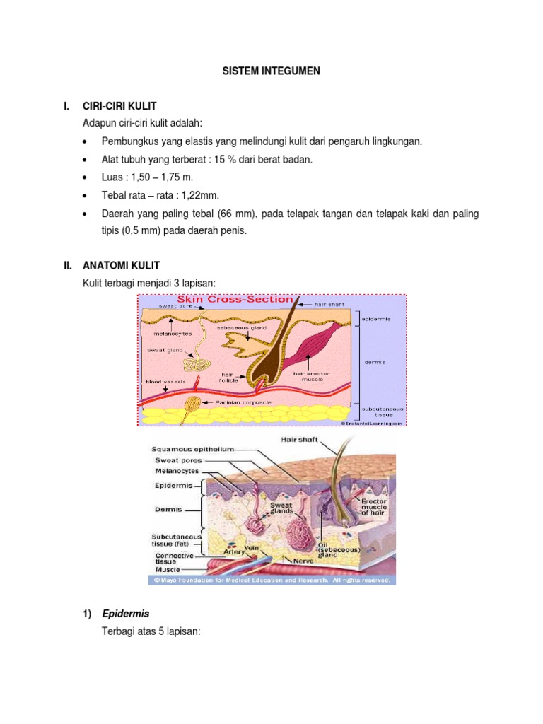Ciri dan Fungsi Sistem Integumen Kulit | PDF