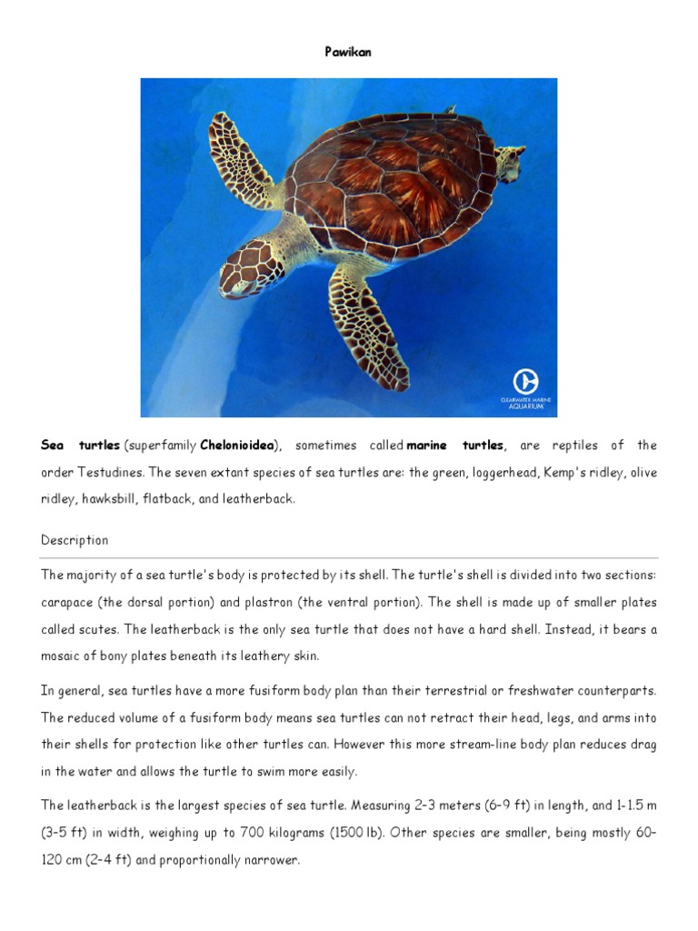 All About Pawikan | Sea Turtle | Turtle