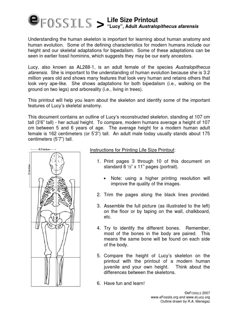 Printout Lucy BW | PDF | Lucy (Australopithecus) | Bipedalism