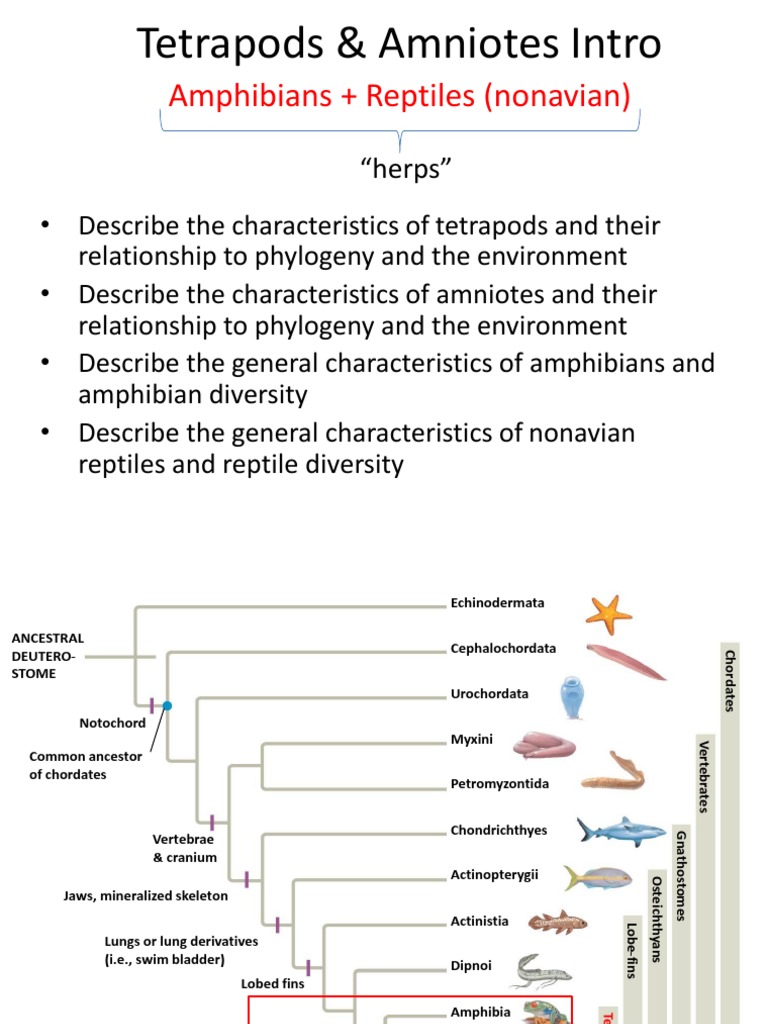 Tetrapods + Amniotes | PDF | Amphibian | Reptile