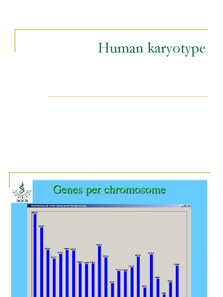 KARYOTYPE.ppt | Chromosome | Cell Biology