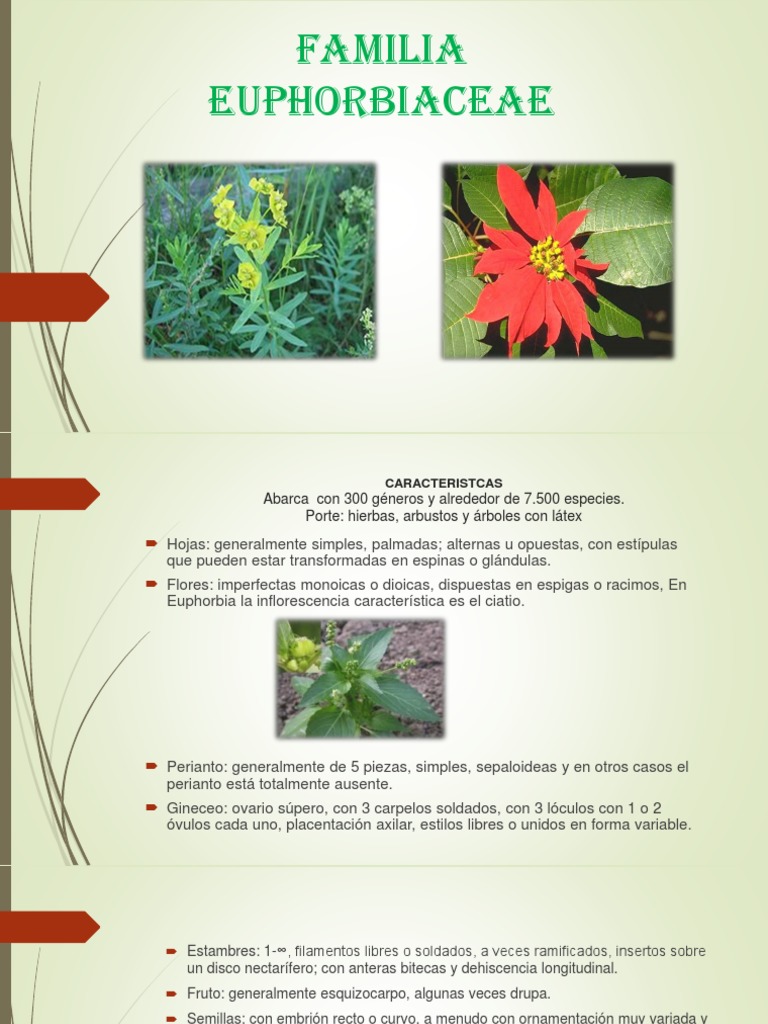 Euphorbiaceae Family Characteristics