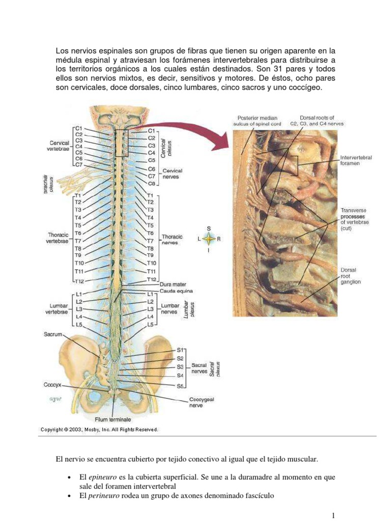 nervios espinales