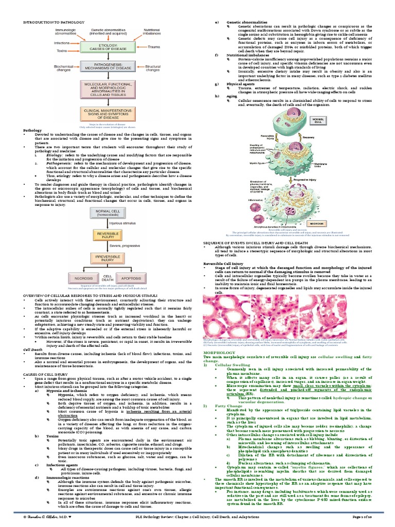 PLE Pathology Cell Injury, Cell Death, and Adaptations | PDF | Necrosis ...