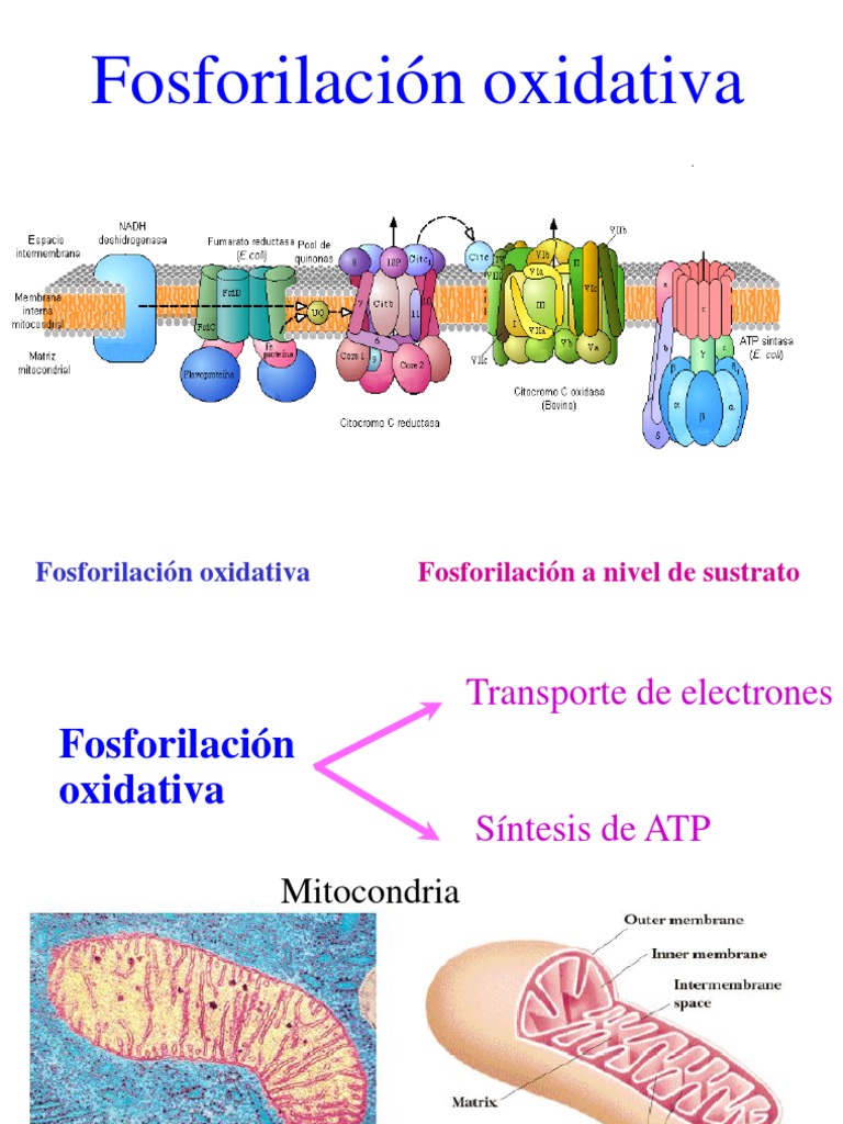 Fosforilacion Oxidativa | PDF | Cadena de transporte de electrones | Biofísica