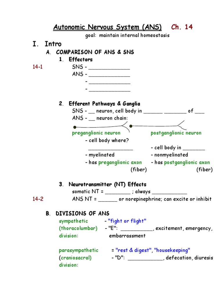 Ans Part | PDF | Autonomic Nervous System | Physiology