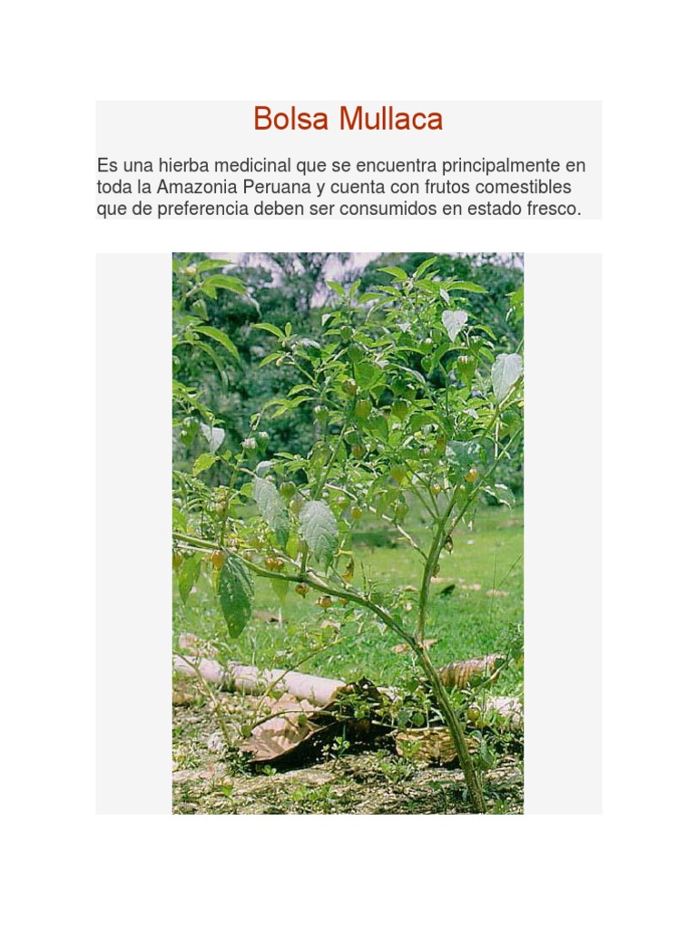 MUllaca y Aguaymanto | Fruta | Semilla