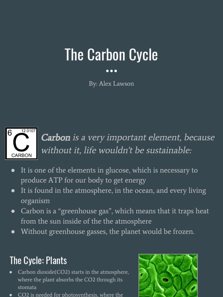 The Carbon Cycle | PDF | Carbon Dioxide | Carbon Cycle