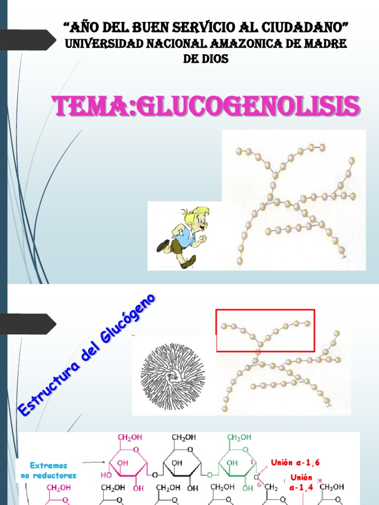 Glucogenolisis | PDF | Glucógeno | Bioquímica