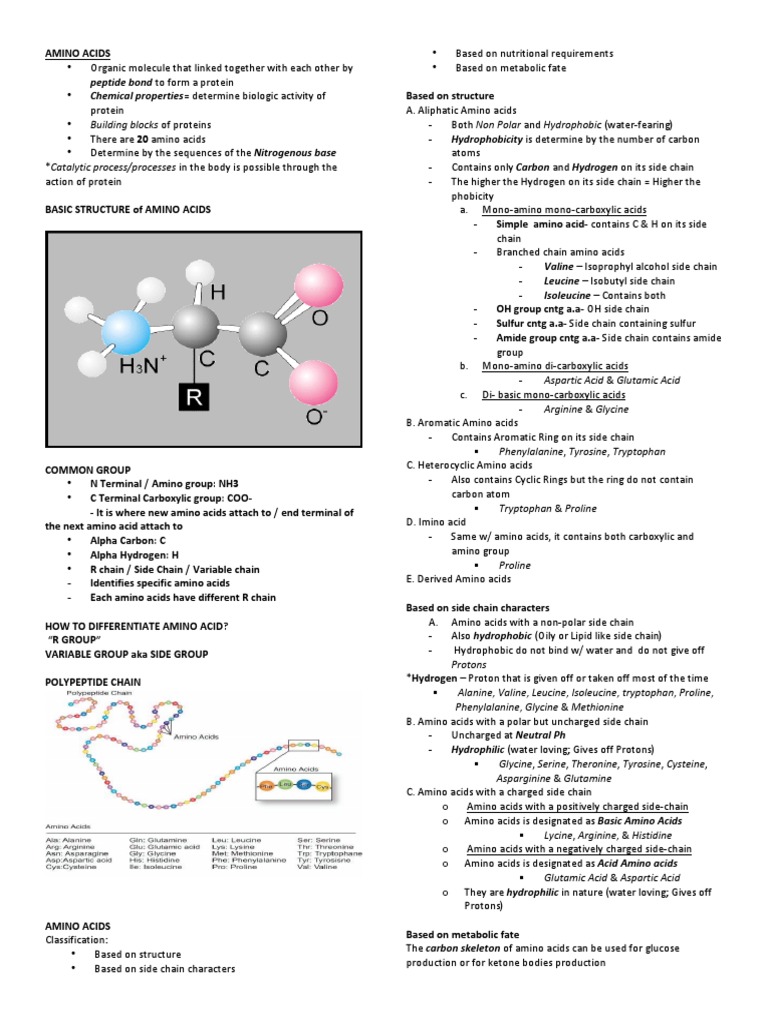 AMINO ACIDS (Slides) | PDF | Amino Acid | Biosynthesis