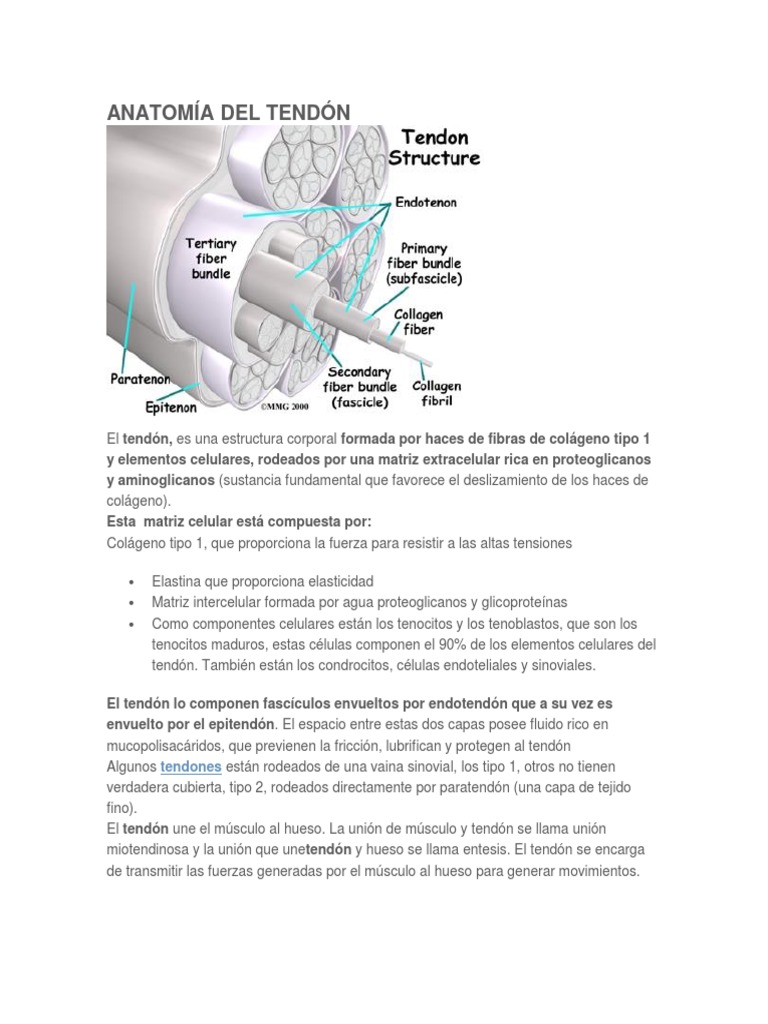 Anatomía Del Tendón | PDF | Medicina | Science