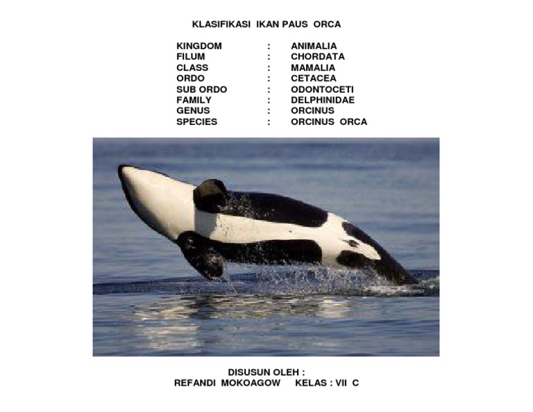 Klasifikasi Ikan Paus Orca | PDF
