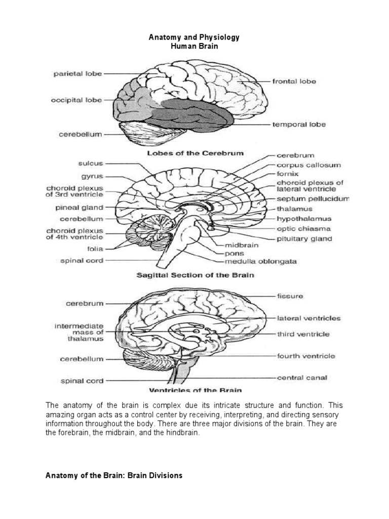 Anatomy and Physiology CVA | PDF | Motor Neuron | Spinal Cord