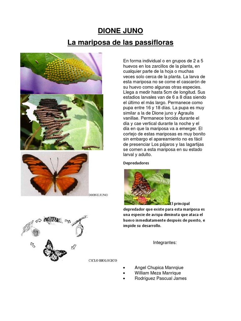 Ciclo de vida de Dione juno | PDF | Hogar, jardinería y bricolaje