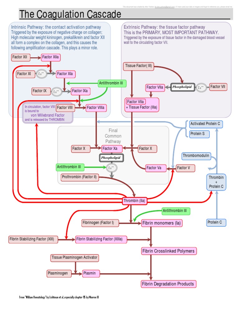 Coagulation Cascade | Download Free PDF | Coagulation | Macromolecules