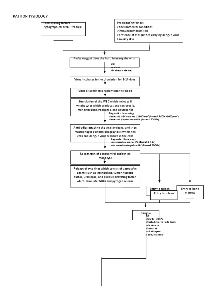 Dengue Fever Pathophysiology Overview | PDF | White Blood Cell | Monocyte