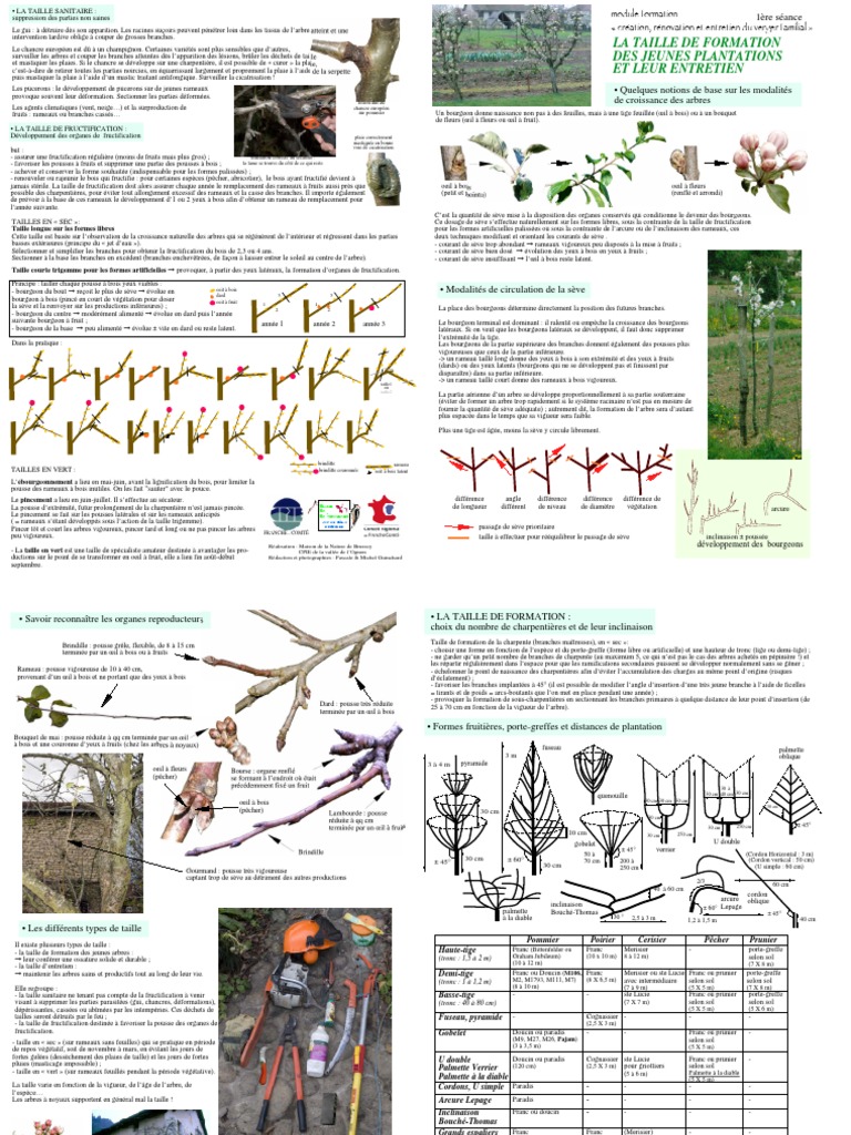Taille Des Arbres Fruitiers Techniques | Bourgeon (botanique) | Arbres