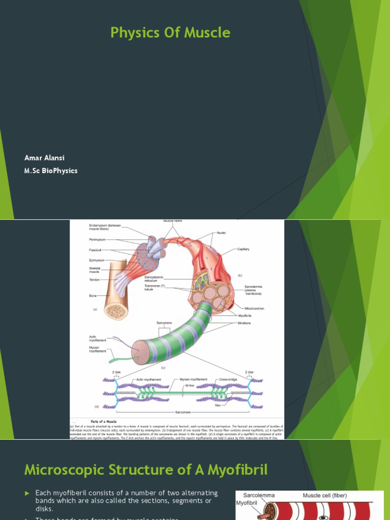 Physics of Muscle | PDF | Actin | Muscle Contraction