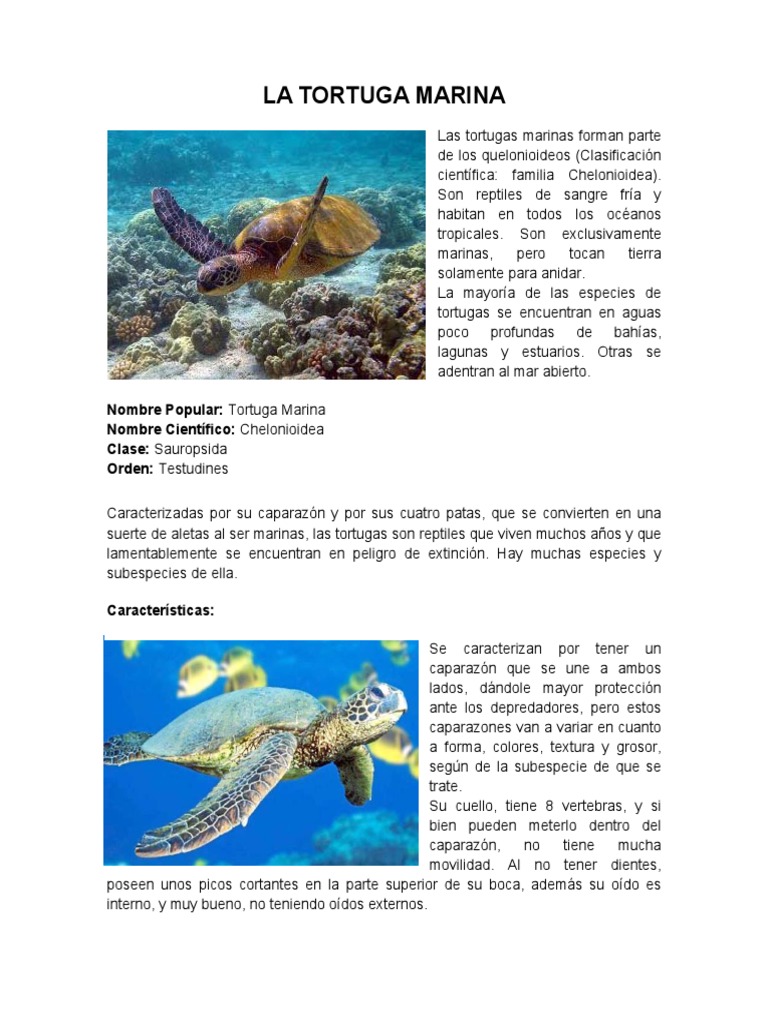 Tortuga Marina | PDF | Tortuga marina | Tortuga