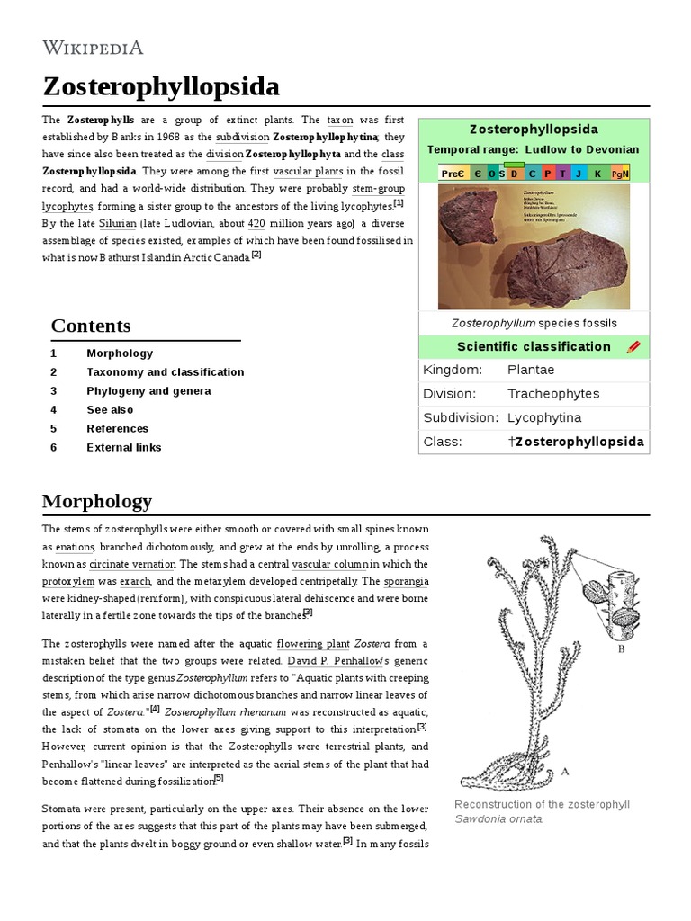 Zosterophyllopsida