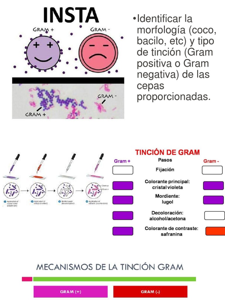 Tincion de Gram | PDF