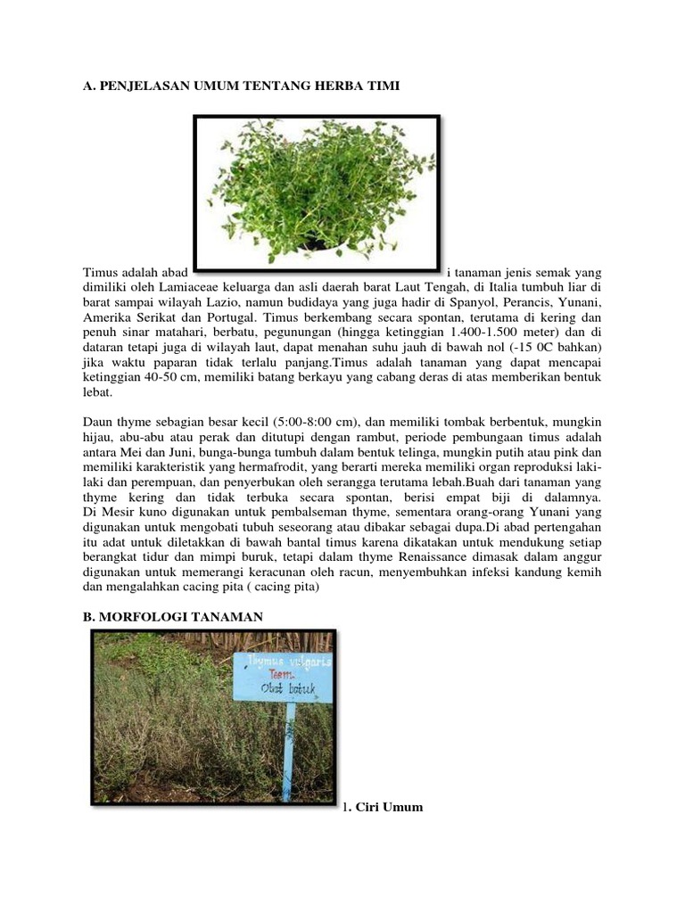 Tanaman Timi | PDF | Sains & Matematika