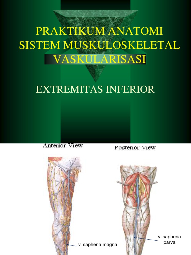 8. VASKULARISASI EXTREMITAS INFERIOR.pptx