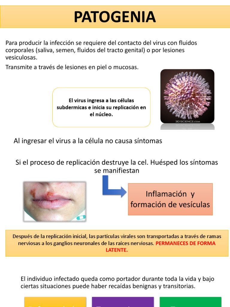 PATOGENIA | Virus | Herpes Simple