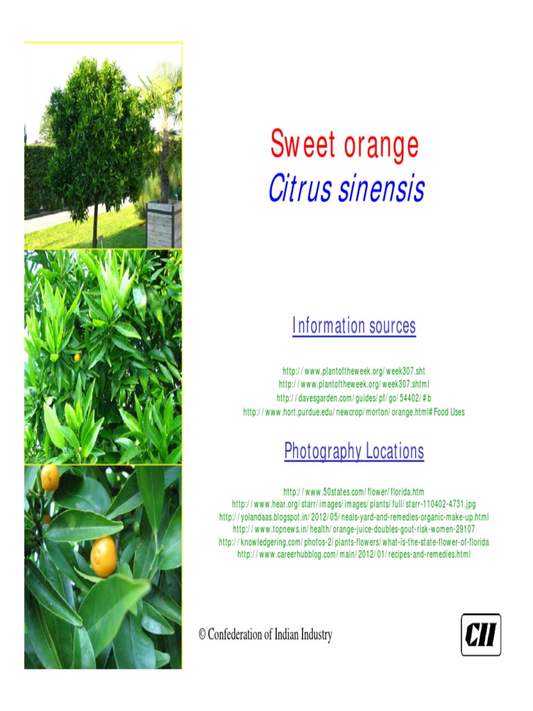 Citrus Sinensis PDF | PDF | Orange (Fruit) | Citrus