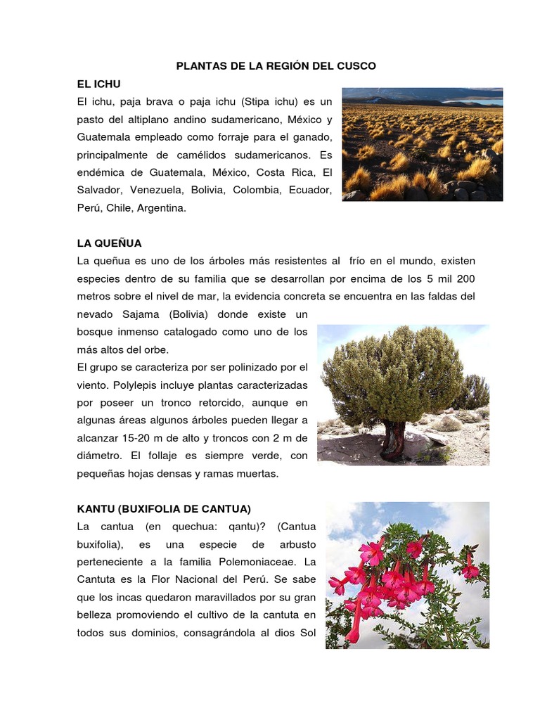 Plantas y Animales de La Región Del Cusco | PDF | Naturaleza
